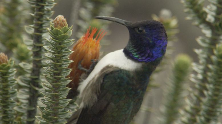 Naturparadiese am Äquator (S1/F3) im TV Programm: 09:50 - 16.12 ...