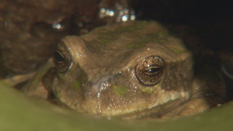 Naturparadiese am Äquator (S1/F3) im TV Programm: 09:50 - 16.12 ...