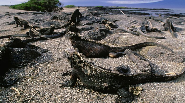 Naturparadiese am Äquator (S1/F3) im TV Programm: 09:50 - 16.12 ...