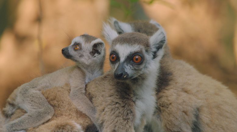 Impossible Animals (S1/F2) im TV Programm: 17:15 - 08.01. - Sky Nature