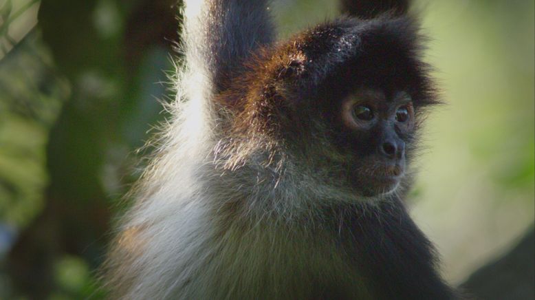 Impossible Animals (S1/F2) im TV Programm: 17:15 - 08.01. - Sky Nature