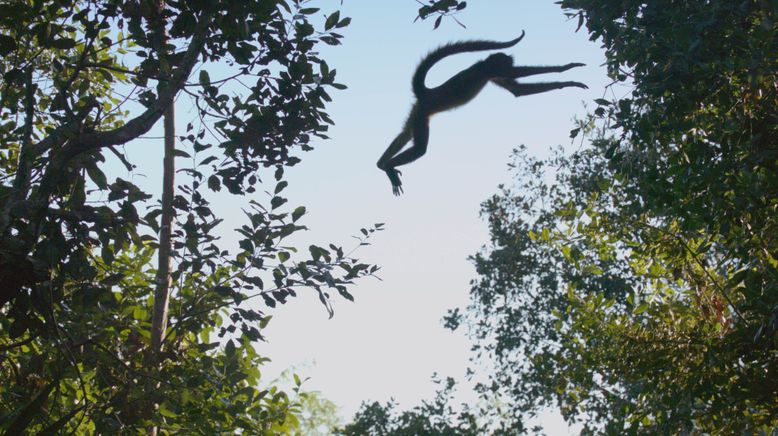 Impossible Animals (S1/F2) im TV Programm: 17:15 - 08.01. - Sky Nature